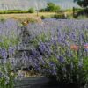 Lavender Bloom Chart - Sage Creations Farm