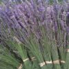 Lavender Bloom Chart - Sage Creations Farm