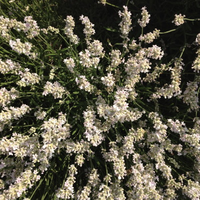 Lavender Bloom Chart - Sage Creations Farm