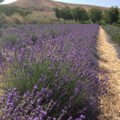 Lavender Bloom Chart - Sage Creations Farm