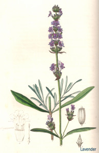 Lavender - Sage Creations Farm
