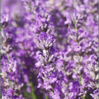 Lavender Bloom Chart - Sage Creations Farm