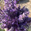 Lavender Bloom Chart - Sage Creations Farm