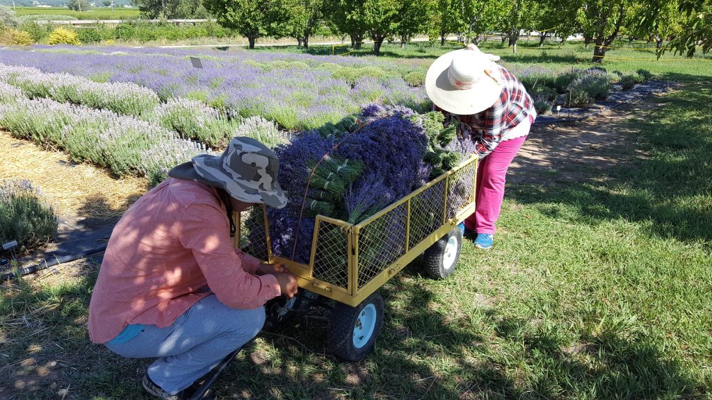 The making of a sage creation - Sage Creations Farm