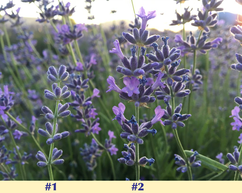 How to harvest lavender at just the right time - Sage Creations Farm