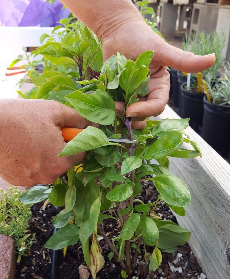 How to grow and enjoy Basil throughout the summer - Sage Creations Farm