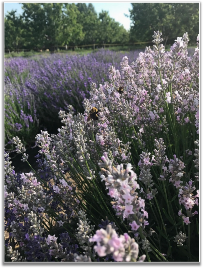 Three species for the high desert and Rocky Mountains - Sage Creations Farm