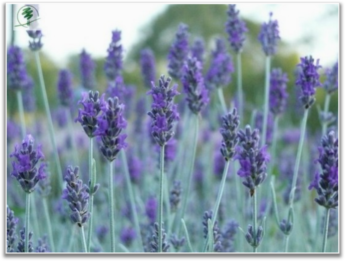 Three species for the high desert and Rocky Mountains - Sage Creations Farm