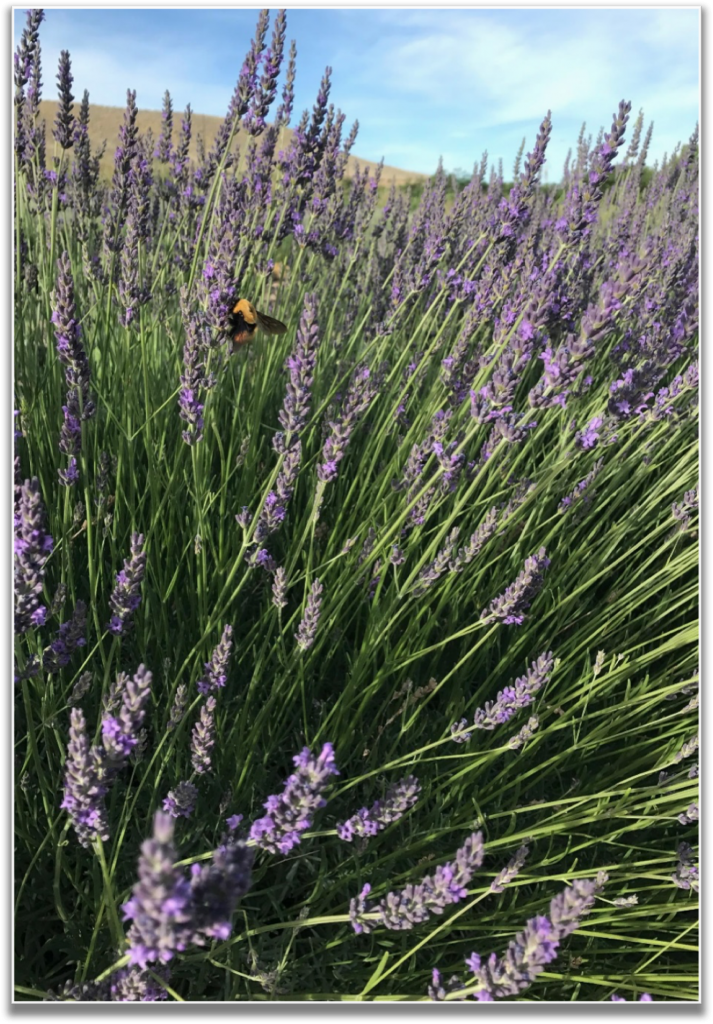 Three species for the high desert and Rocky Mountains - Sage Creations Farm