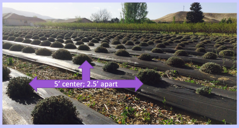 How to prep beds for planting lavender - Sage Creations Farm