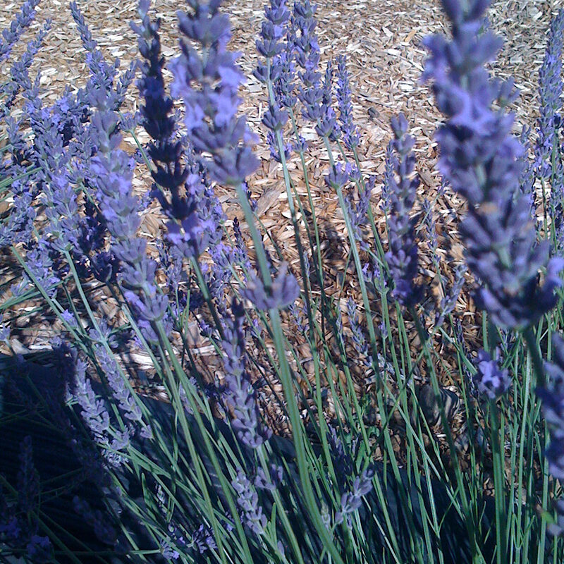 Lavender Bloom Chart - Sage Creations Farm