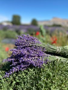 Sage Creations Organic Farm | Palisade, Colorado | Organic Lavender