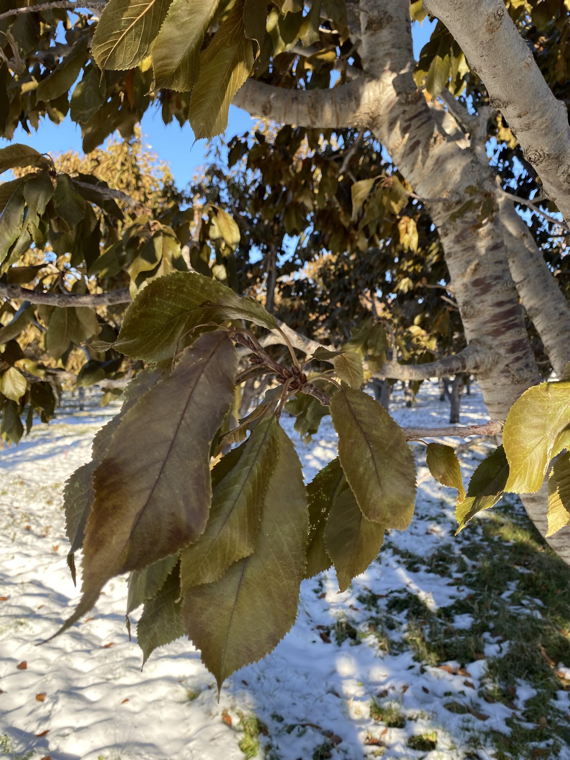 What happens in winter after an early fall freeze? Plant Dormancy, Part ...