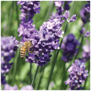 Curated Lavender Collection : Feed the Pollinators - Sage Creations Farm
